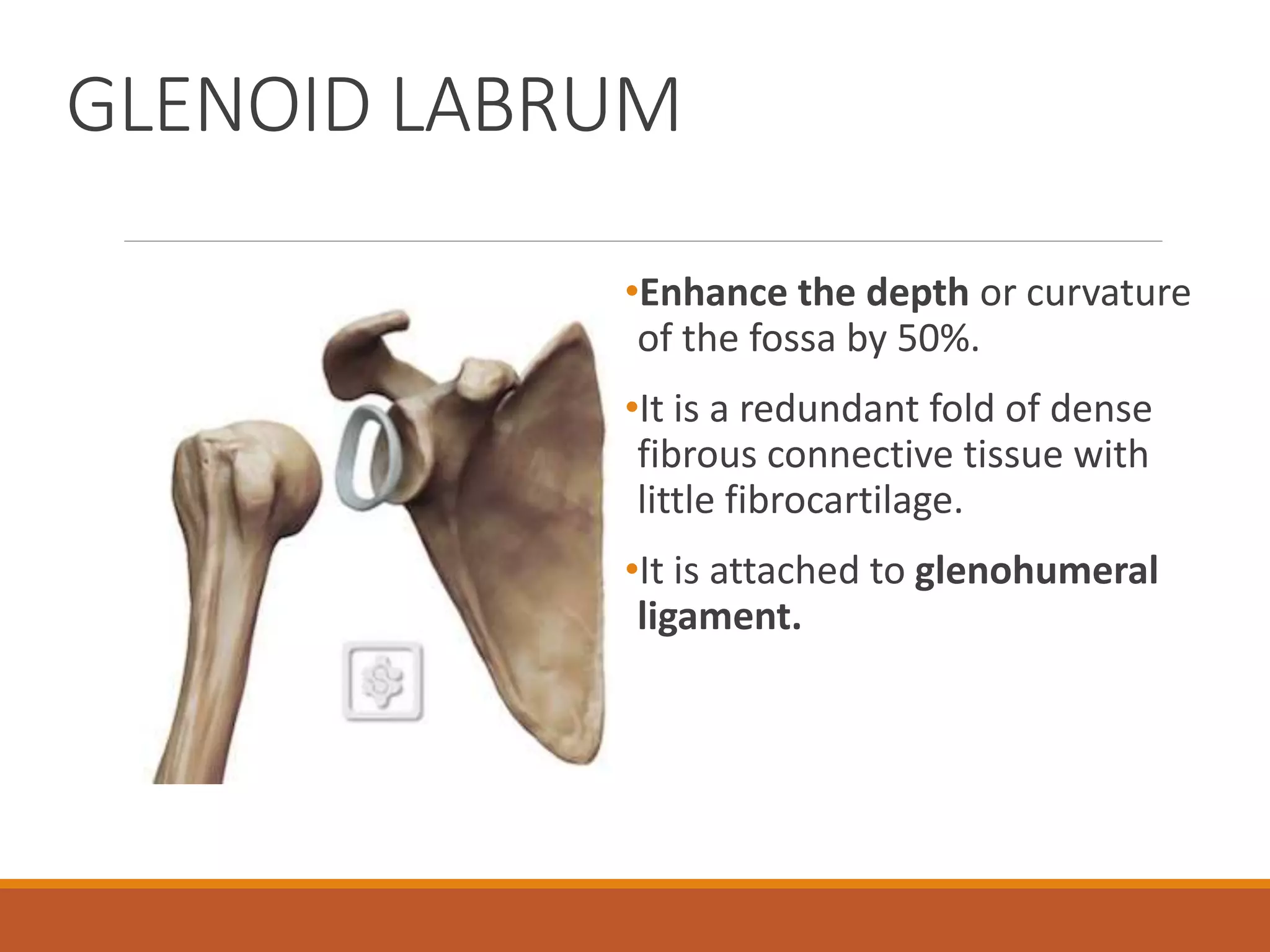 biomechanics of shoulder | PPTX