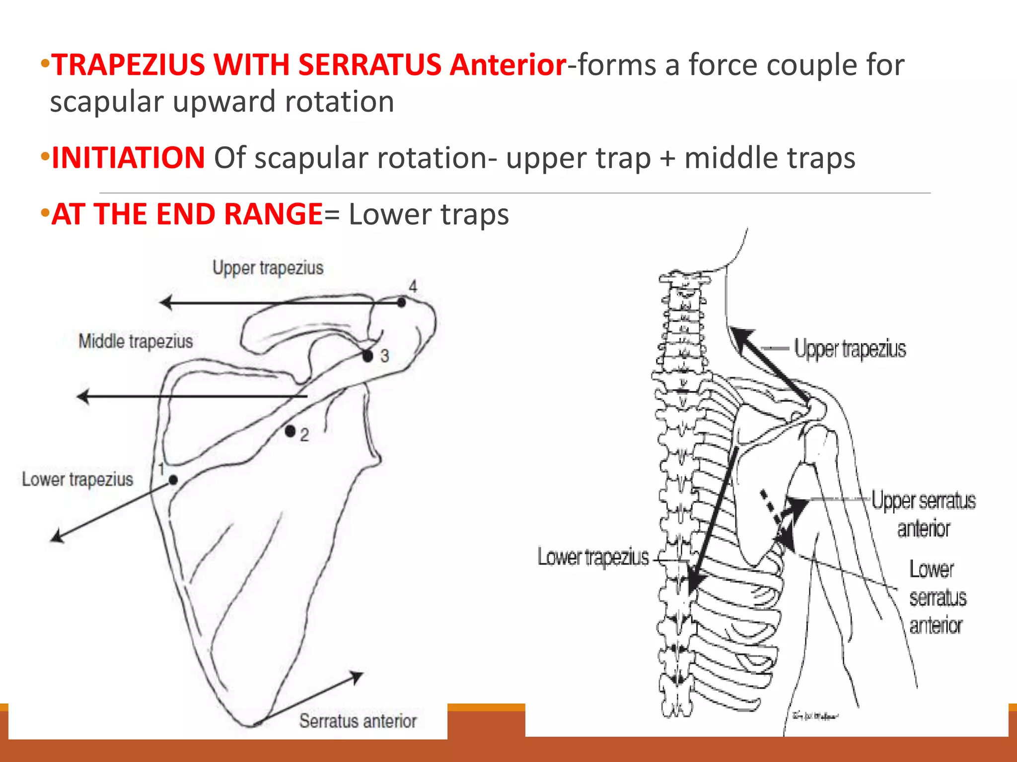 biomechanics of shoulder | PPTX