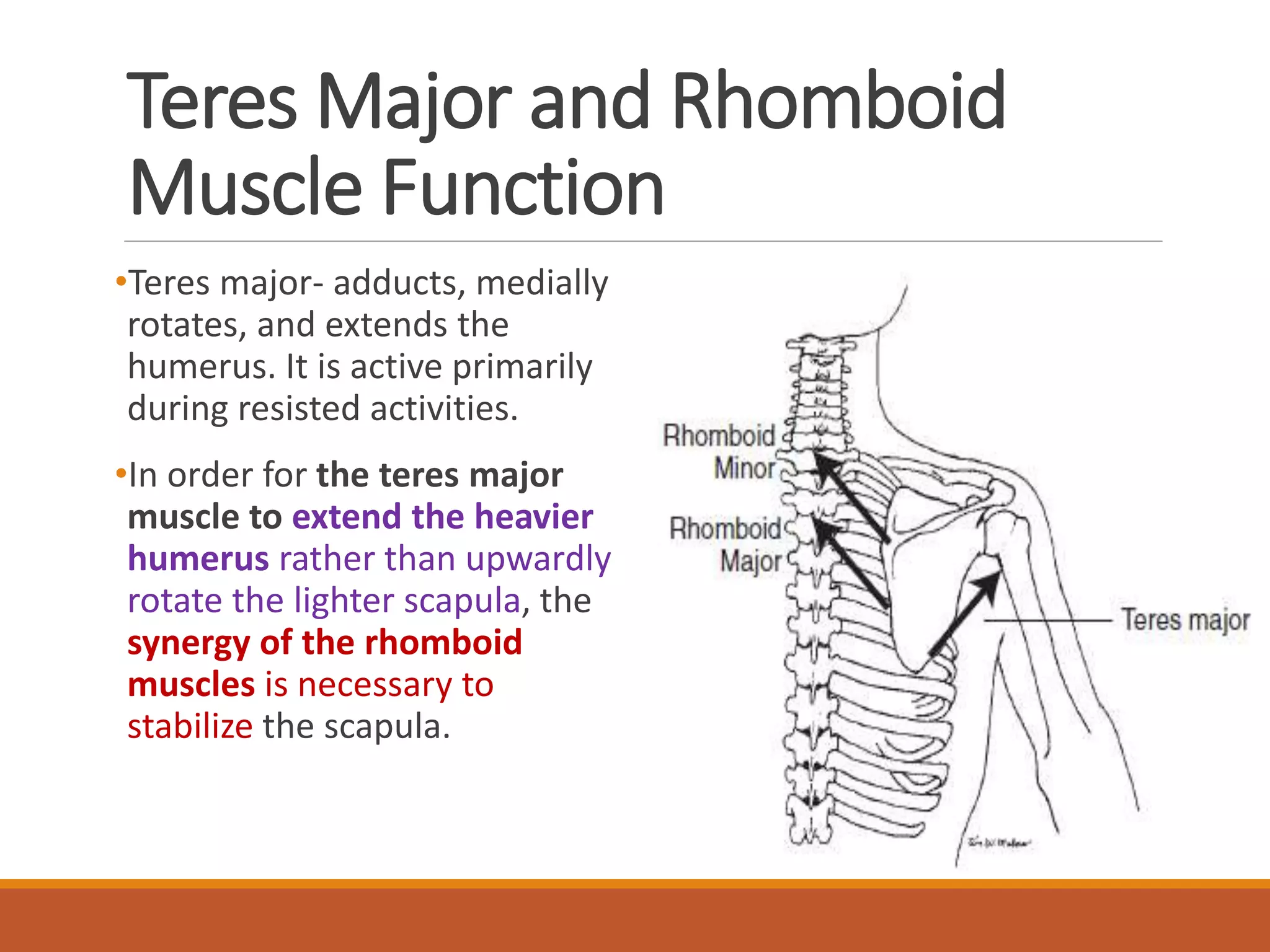 biomechanics of shoulder | PPTX