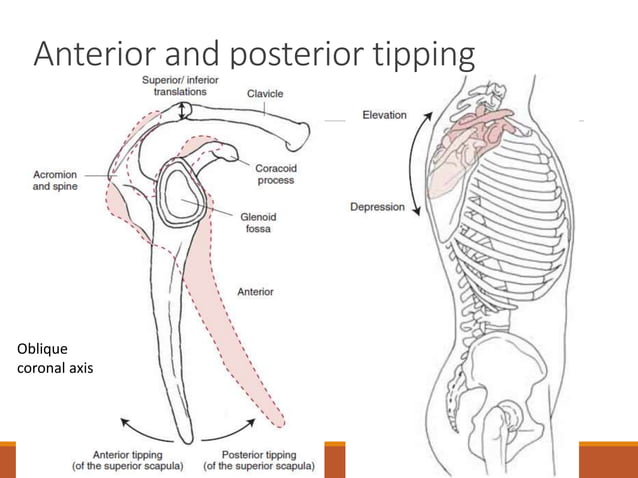 biomechanics of shoulder | PPTX