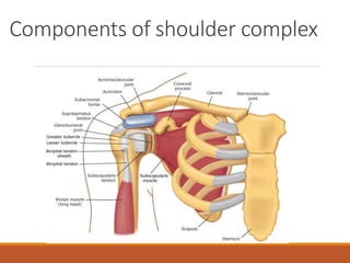 biomechanics of shoulder | PPTX