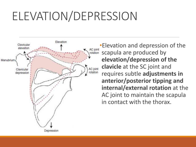 biomechanics of shoulder | PPTX