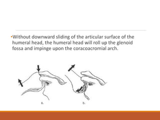 biomechanics of shoulder | PPTX