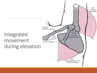 biomechanics of shoulder | PPTX