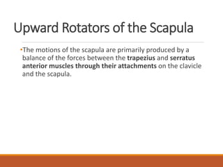 biomechanics of shoulder | PPTX