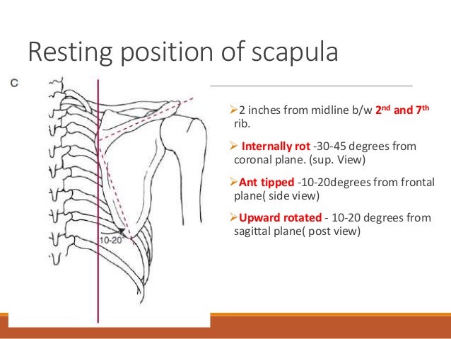 biomechanics of shoulder