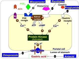 anti ulcer drugs | PPTX