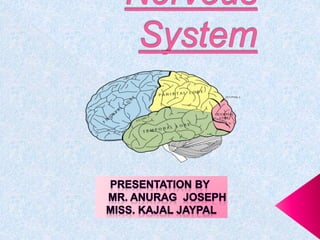 Nervous system ppt | PPT