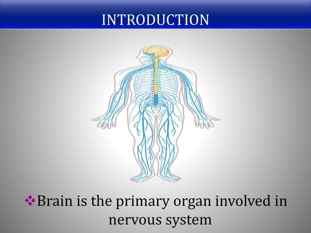 Nervous system ppt | PPT