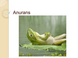 Anurans | PPTX