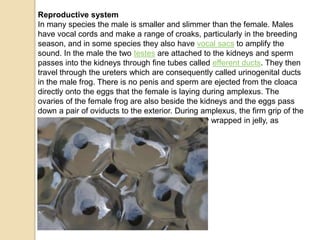 Anurans | PPTX