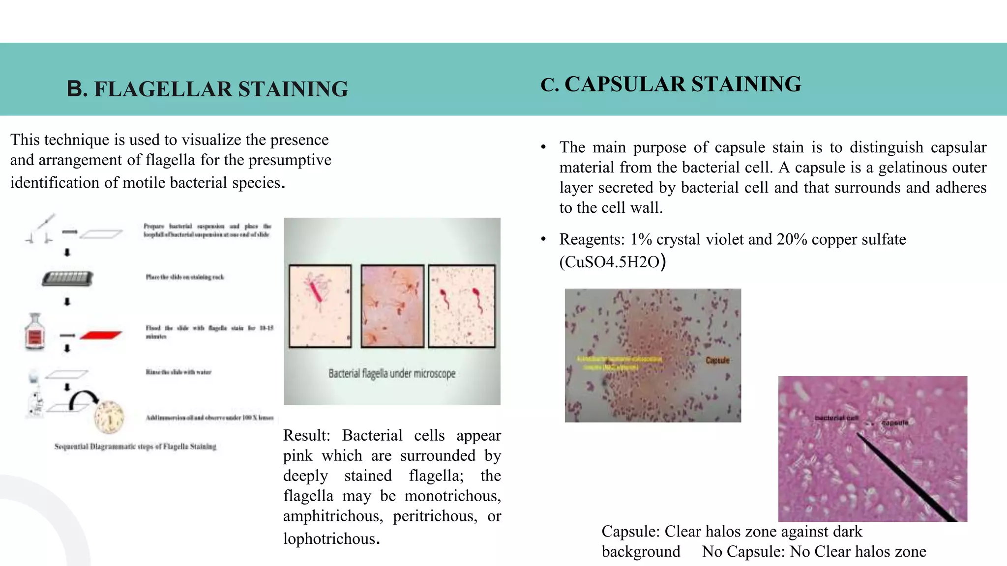 gram stainning | PPTX