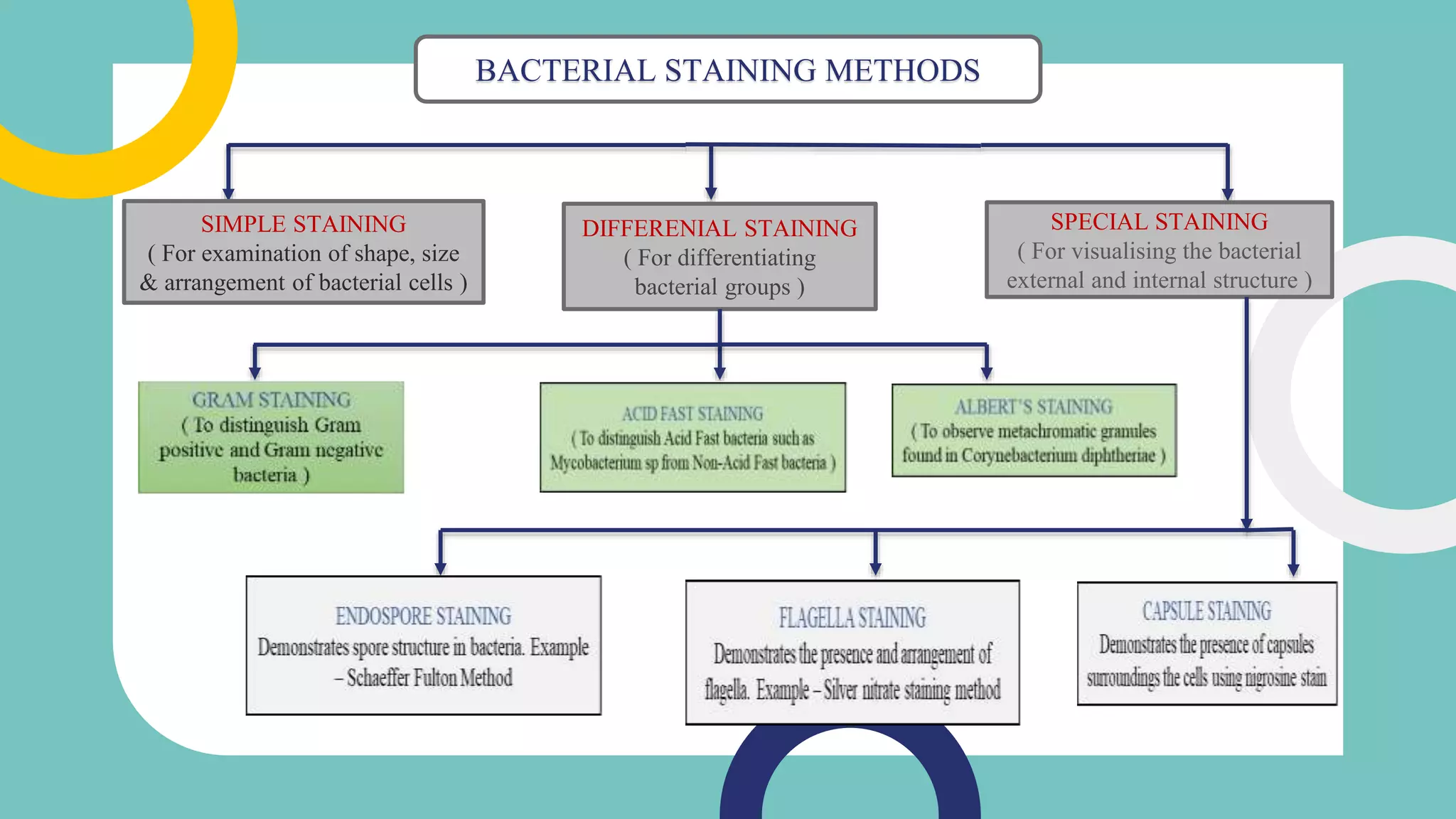 gram stainning | PPTX