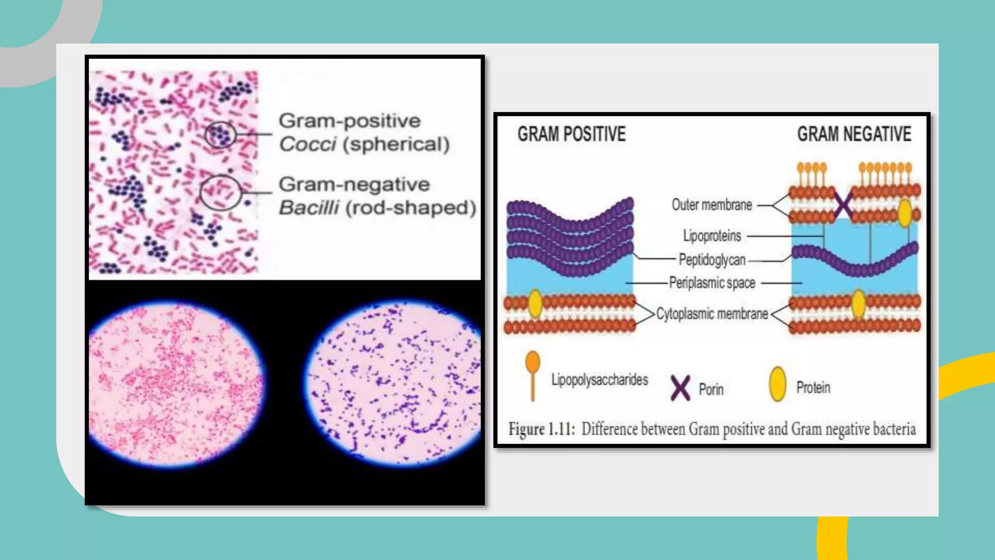 gram stainning | PPTX