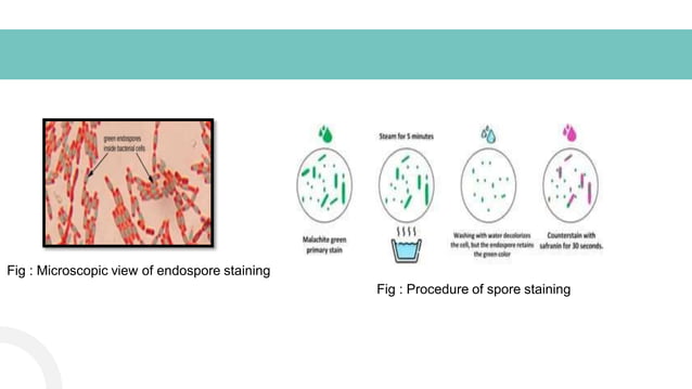 gram stainning | PPT