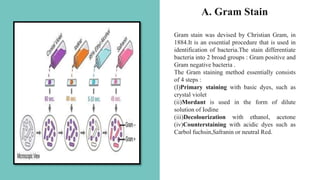 gram stainning | PPTX
