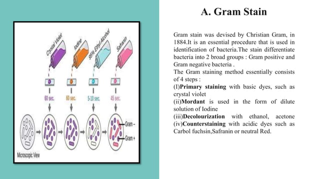gram stainning | PPT