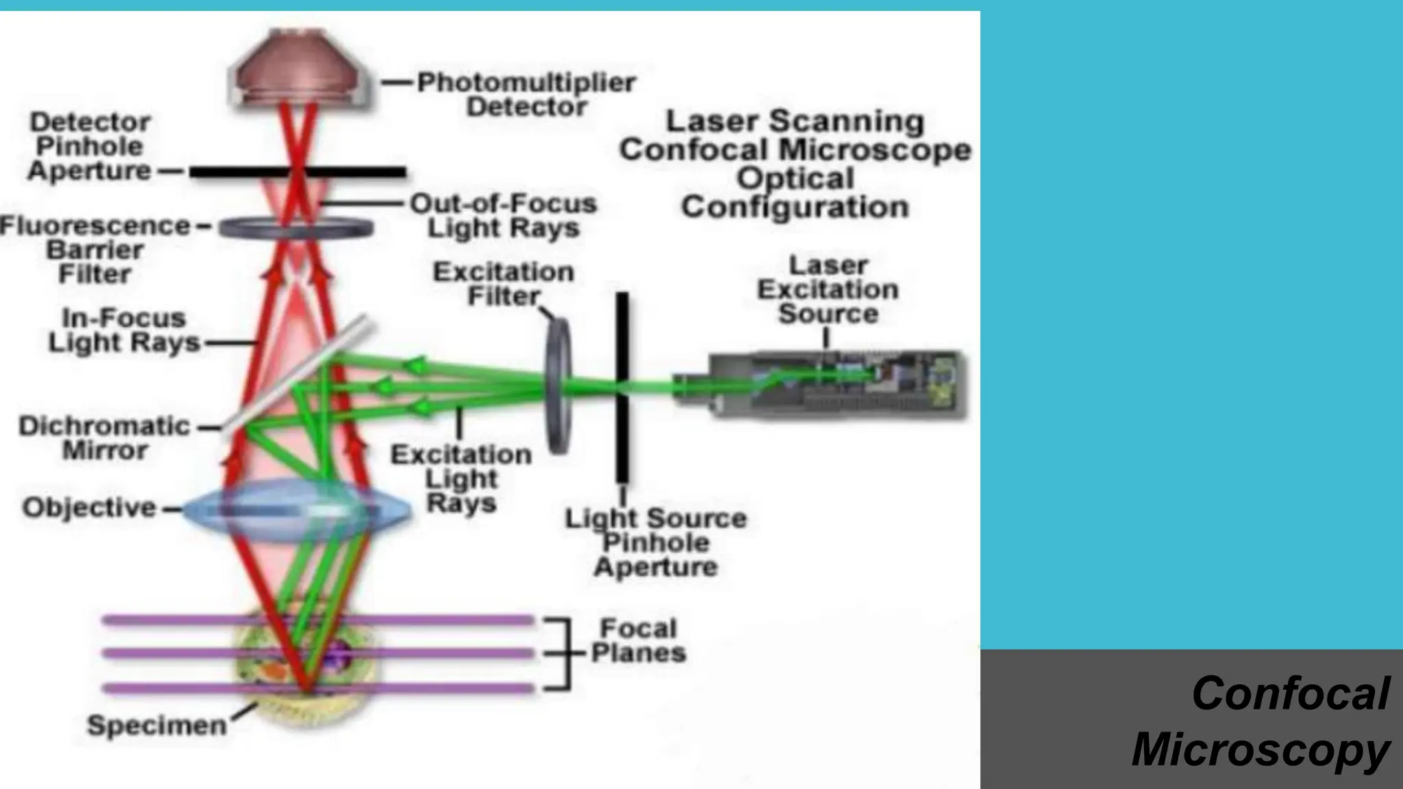 Immuno techniques like fish &gish and confocal microscopy | PPT