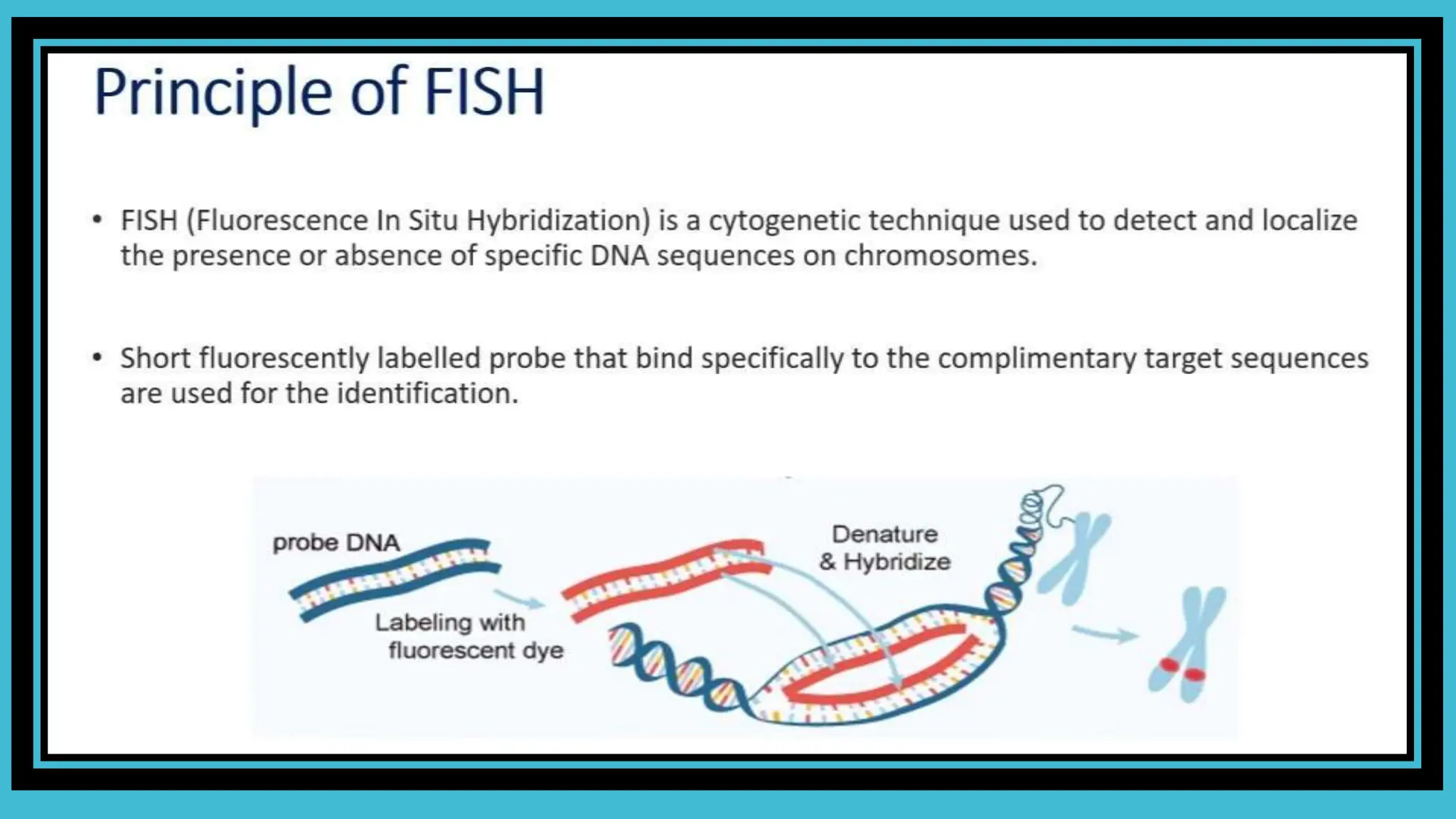 Immuno techniques like fish &gish and confocal microscopy | PPT