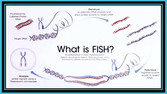 Immuno techniques like fish &gish and confocal microscopy | PPT