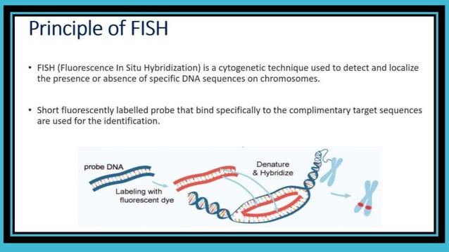 Immuno techniques like fish &gish and confocal microscopy | PPT