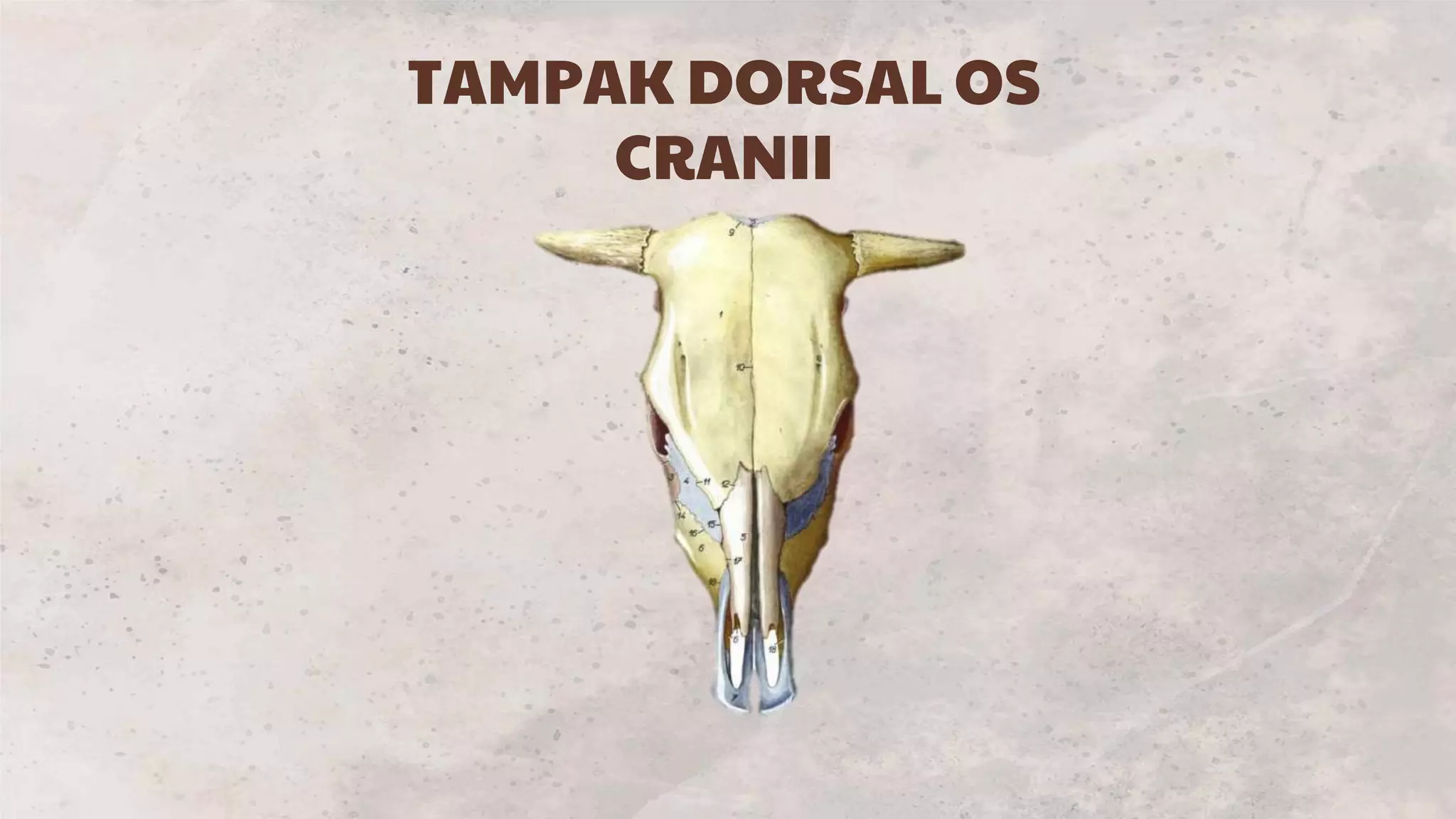 ANVET SELESAI 1 ok.pptx