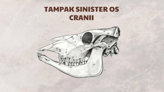 ANVET SELESAI 1 ok.pptx