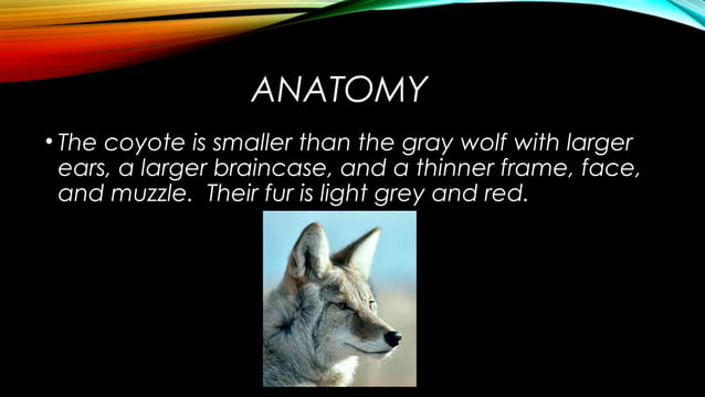 Anwar presentation | PPT