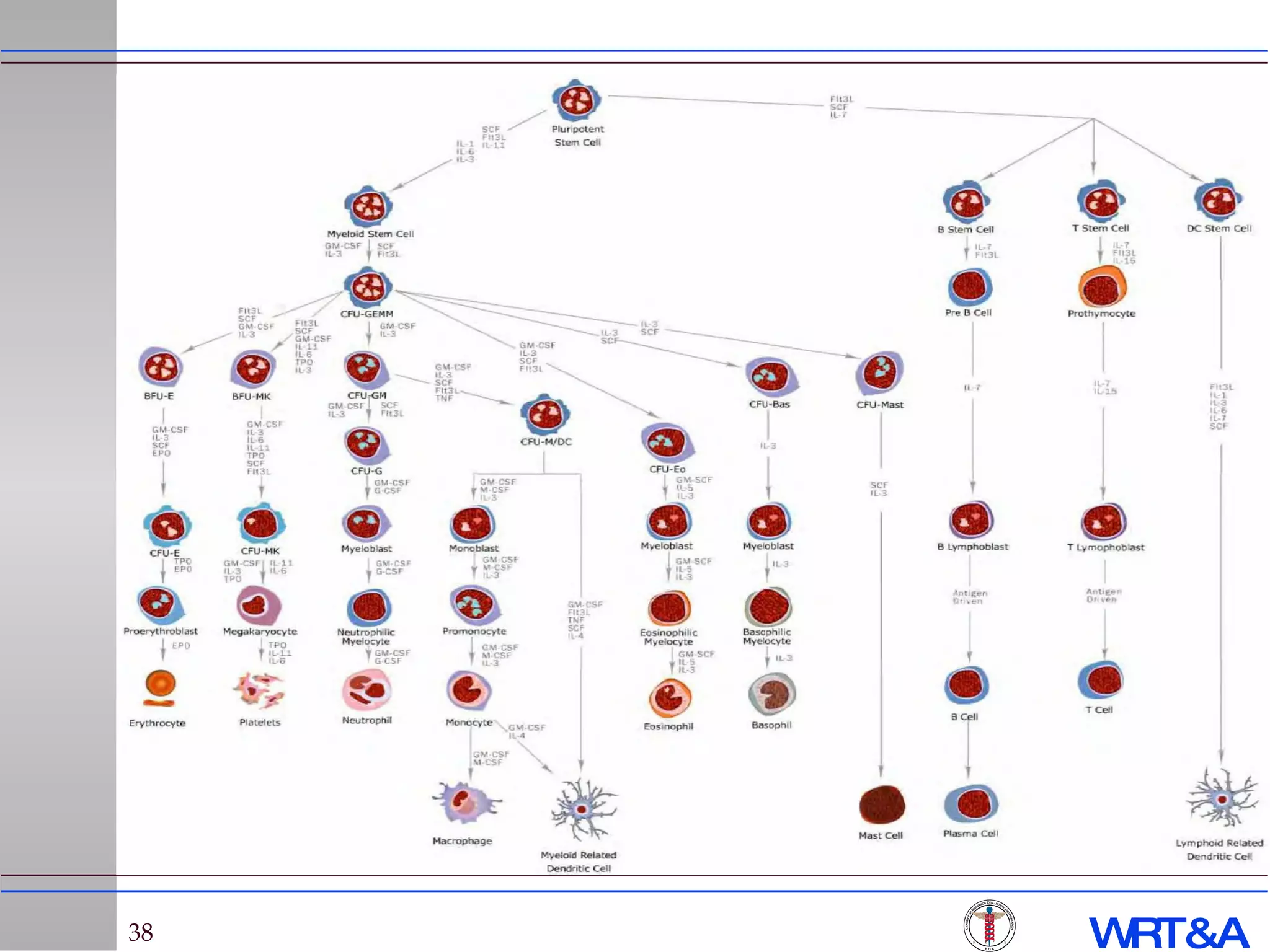 Gene Therapy / Cell Therapy / Stem Cells – Regulations for the "New ...