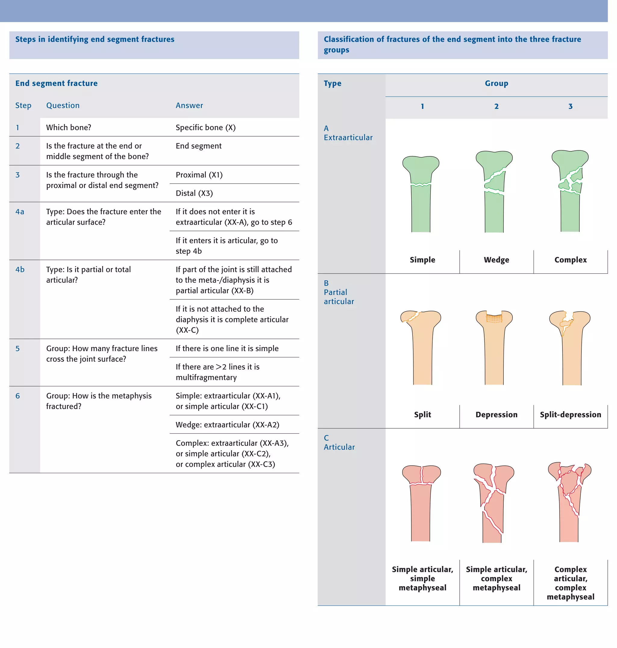 MULLER AO CLASSIFICATION | PDF