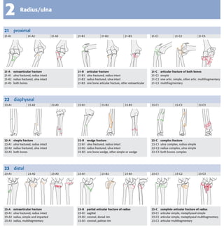 MULLER AO CLASSIFICATION | PDF