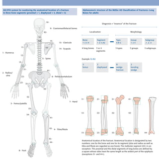 MULLER AO CLASSIFICATION | PDF