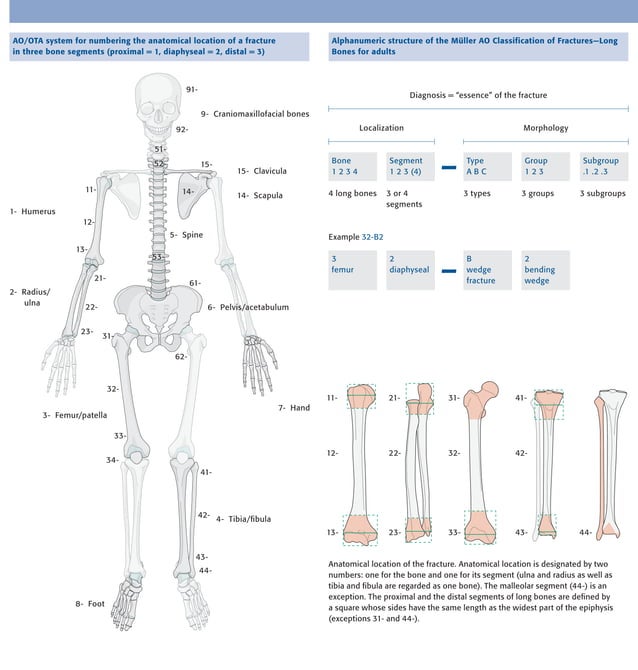 MULLER AO CLASSIFICATION | PDF | Death, Injury, or Military Conflict ...
