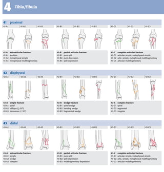 MULLER AO CLASSIFICATION | PDF