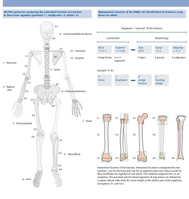 MULLER AO CLASSIFICATION