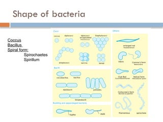 aoh Structure of the bacteritas2024.pptx