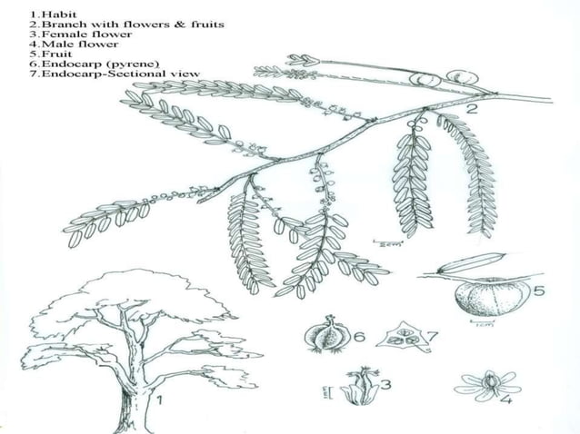 Aonla | PPTX | Gardening | Home & Garden