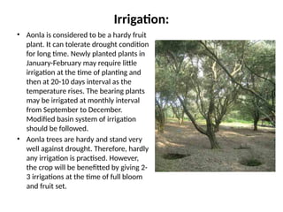 AONLA fruit package practice for horticulture .pptx