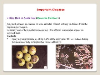 Aonla ppt by pushpendra singh | PPTX