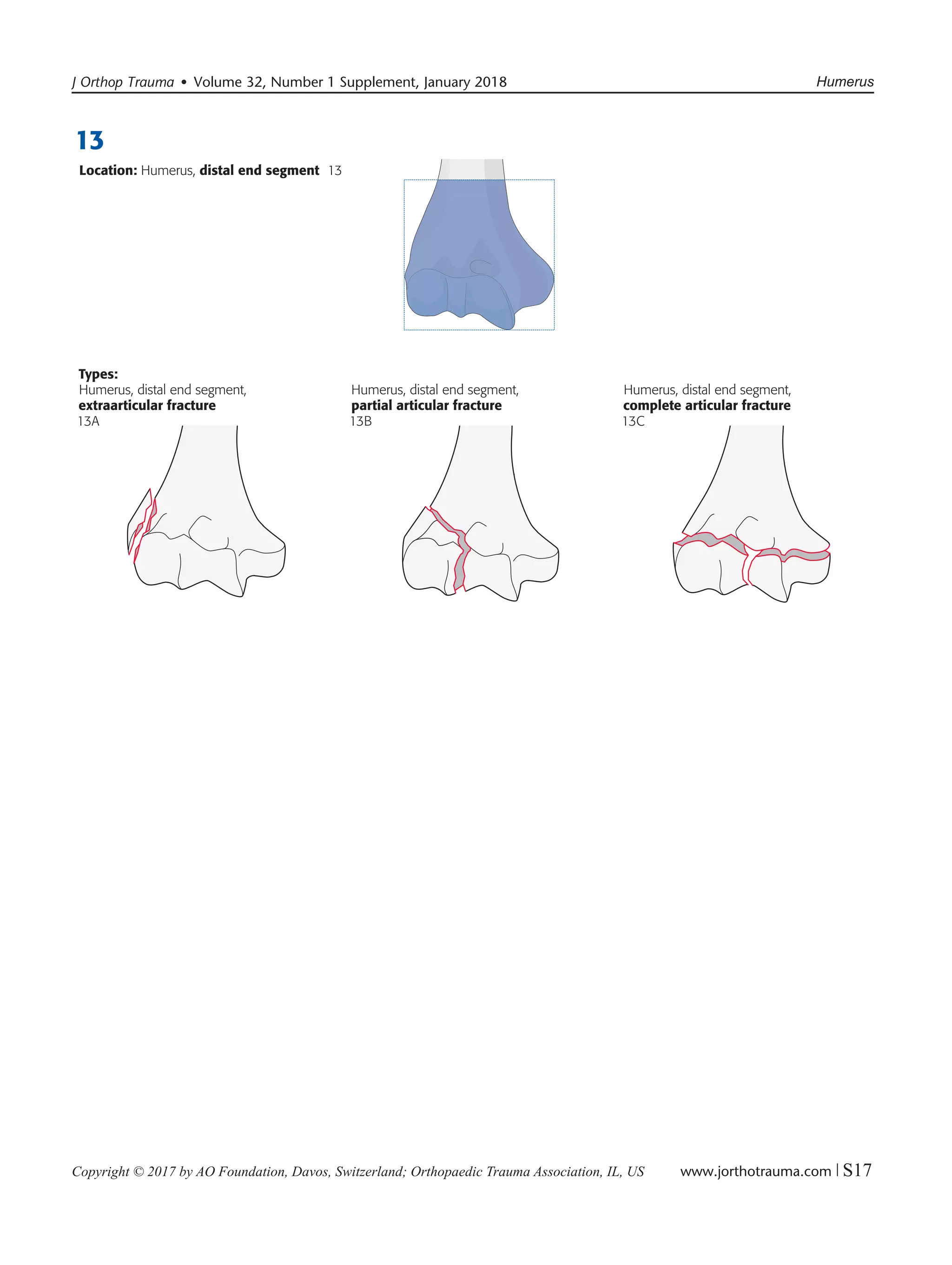 AOOTA Classification Compendium 2018.pdf