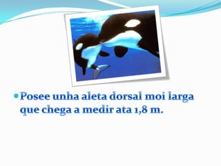 A orca | PPT