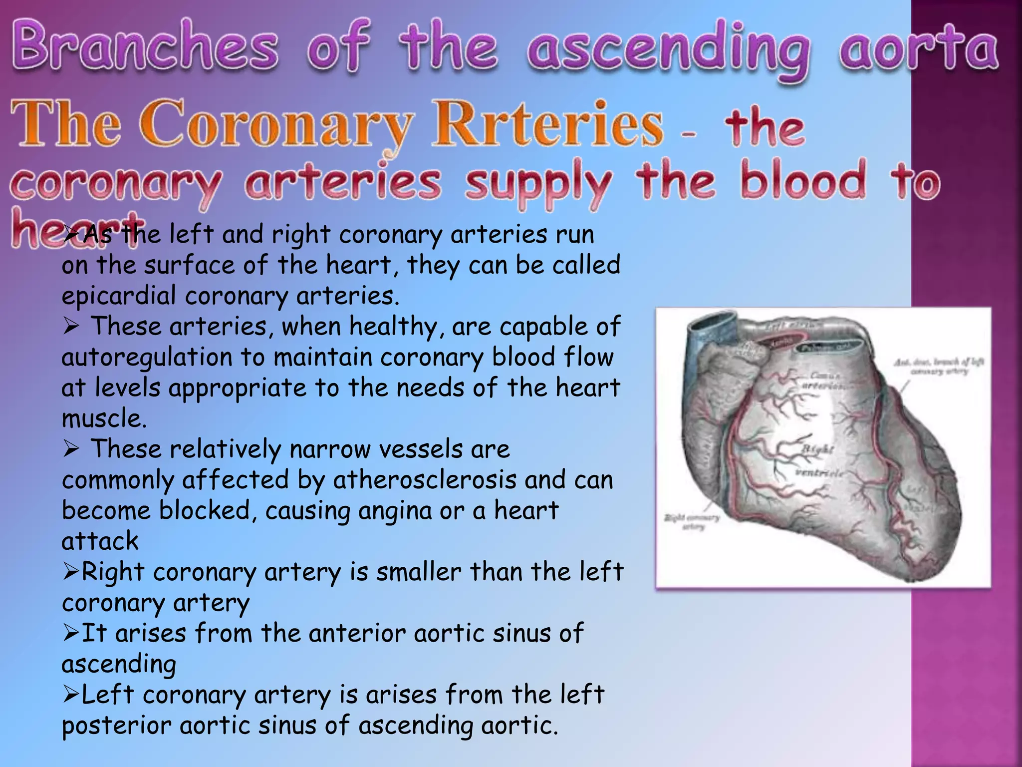 Aorta | PPTX