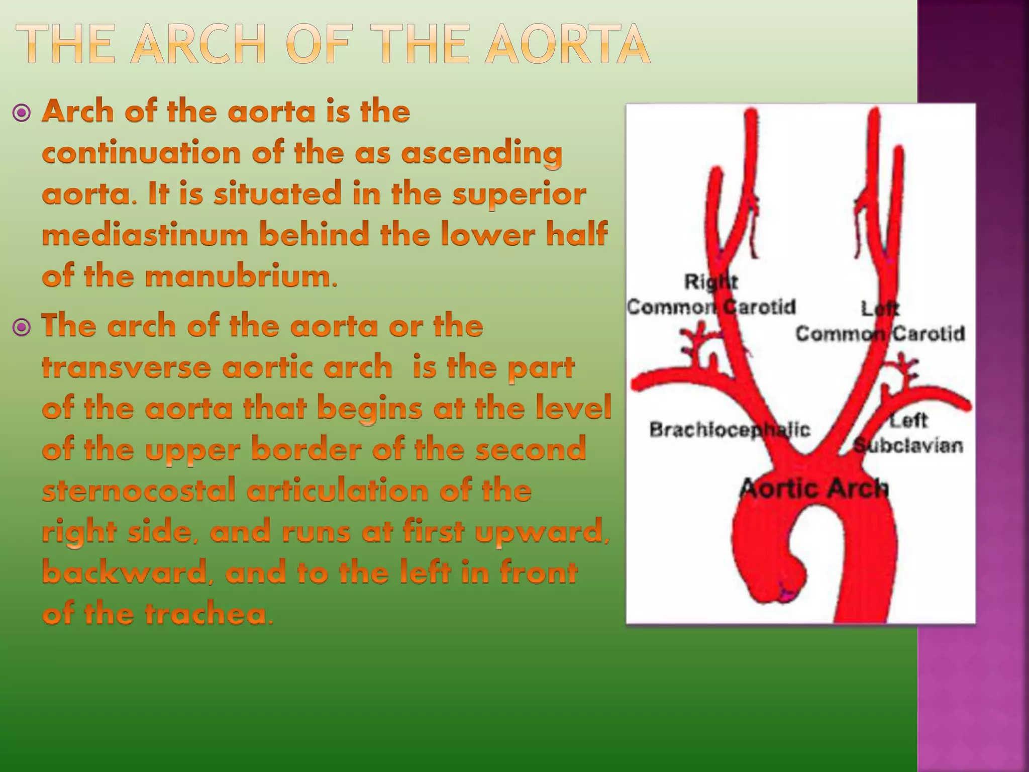 Aorta | PPT
