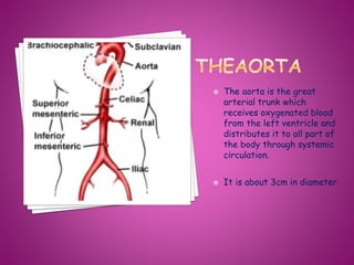 Aorta | PPT