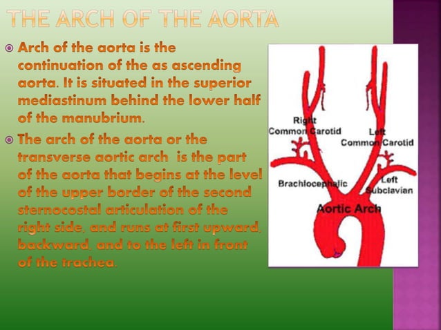Aorta | PPT