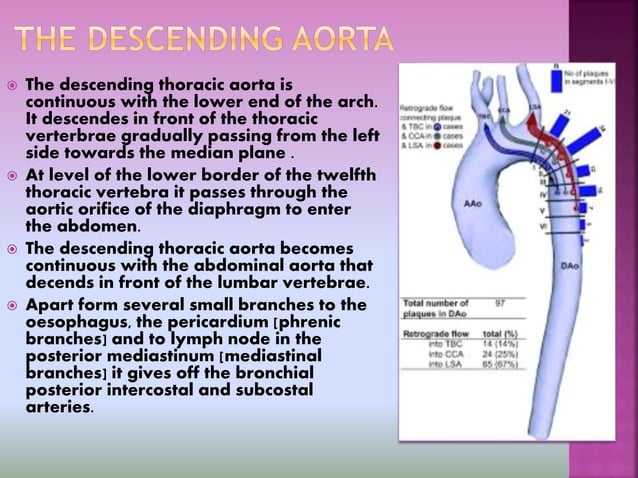 Aorta | PPT