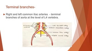 Aorta by Dr. Karle Geetanjali | PPTX