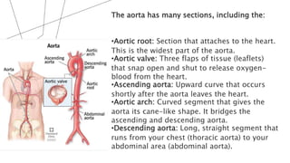Aorta.pptx