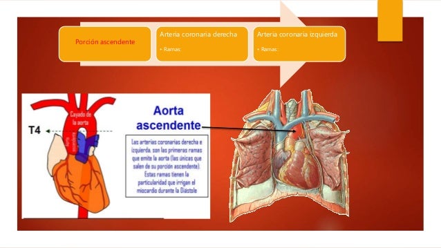Resumen de la Aorta y sus Ramas