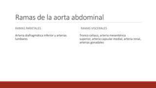 Anatomia aorta abdominal | PPTX